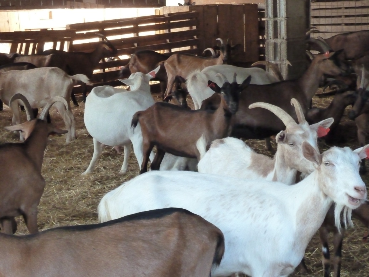 GOATS – Ruth Brindle Features